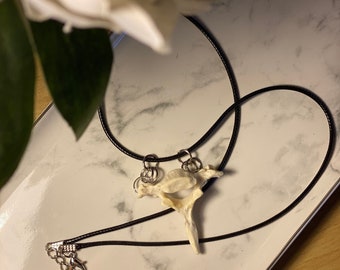 Roadkill Brain and Rabbit Spine Vertebrae Bones Talisman Necklace Post ...