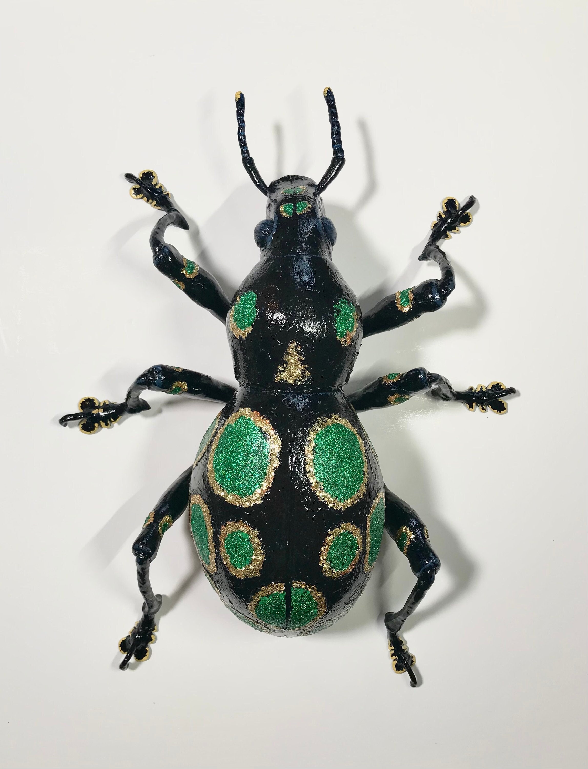 Pachyrrhynchus ocellatus recognized blue green