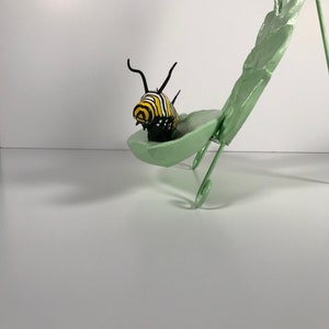 Monarch Metamorphosis Display - Etsy