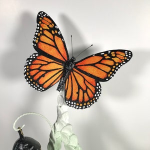 Monarch Metamorphosis Display - Etsy