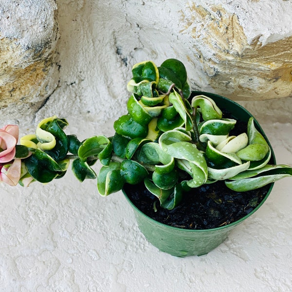 Hindu Rope Plant - Etsy