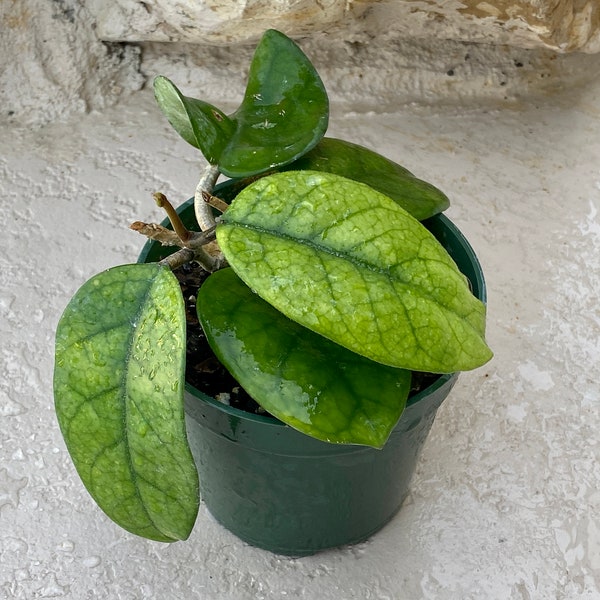 Hoya Pubicalyx X Fungii Splash Etsy