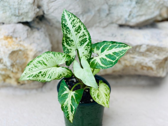 Syngonium Randy 4 Pot - Etsy
