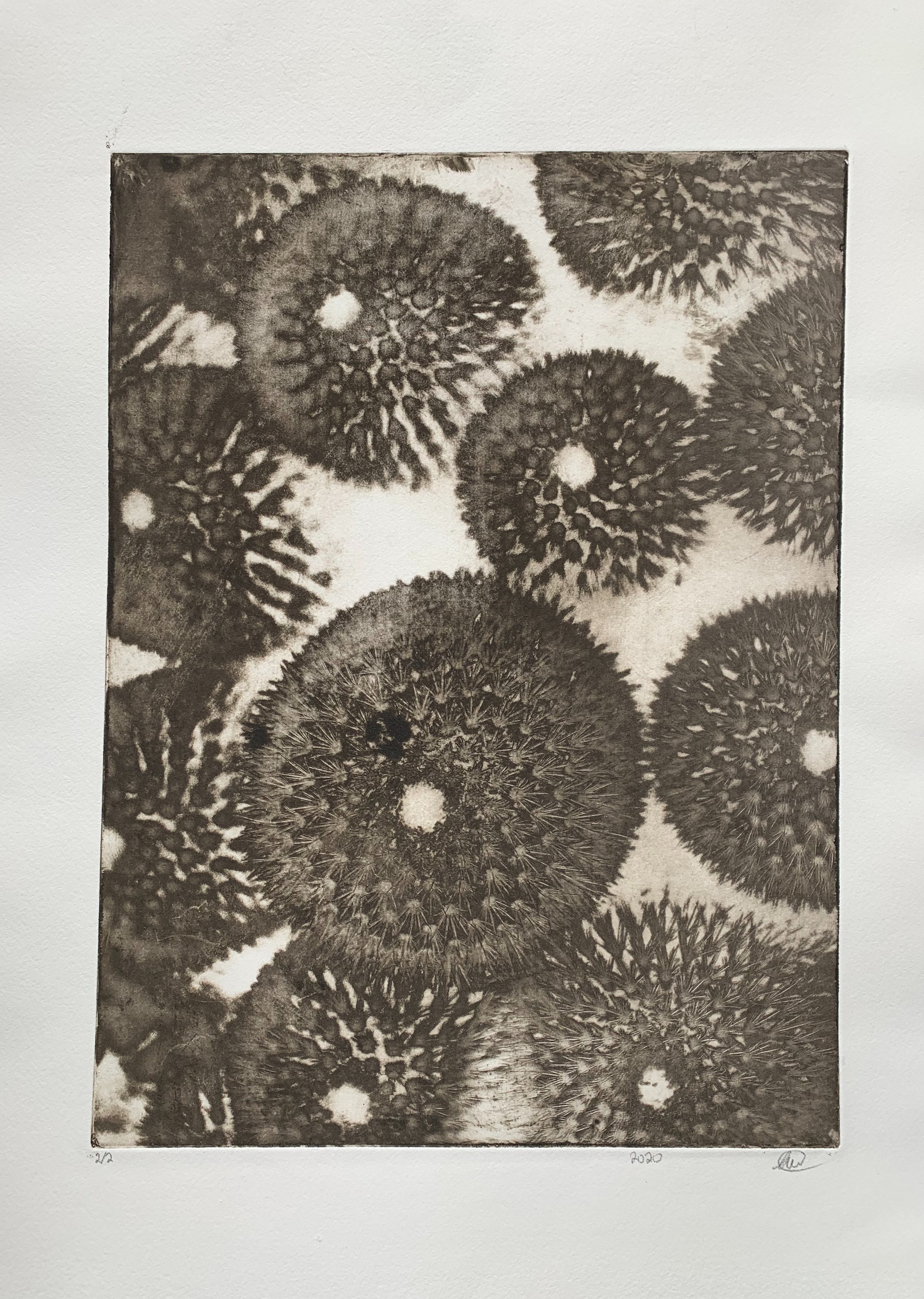 Large Solar Plate Etching: cacti - Etsy