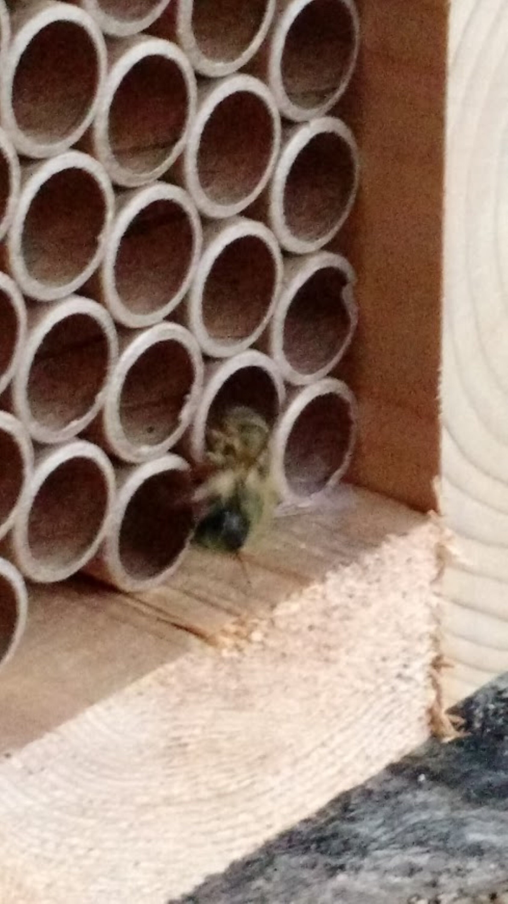 Standard Solitary Bee Nest House for Mason Bees - Etsy