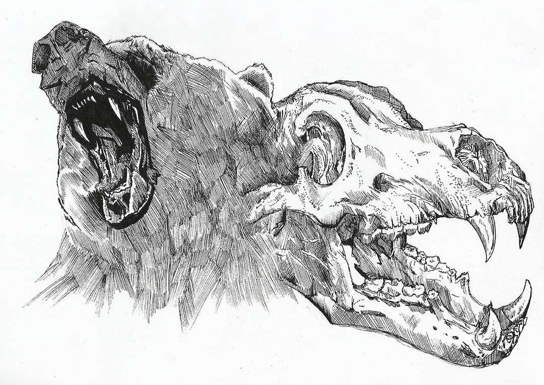 Original Art Print Bear Skull Macabre Illustration - Etsy