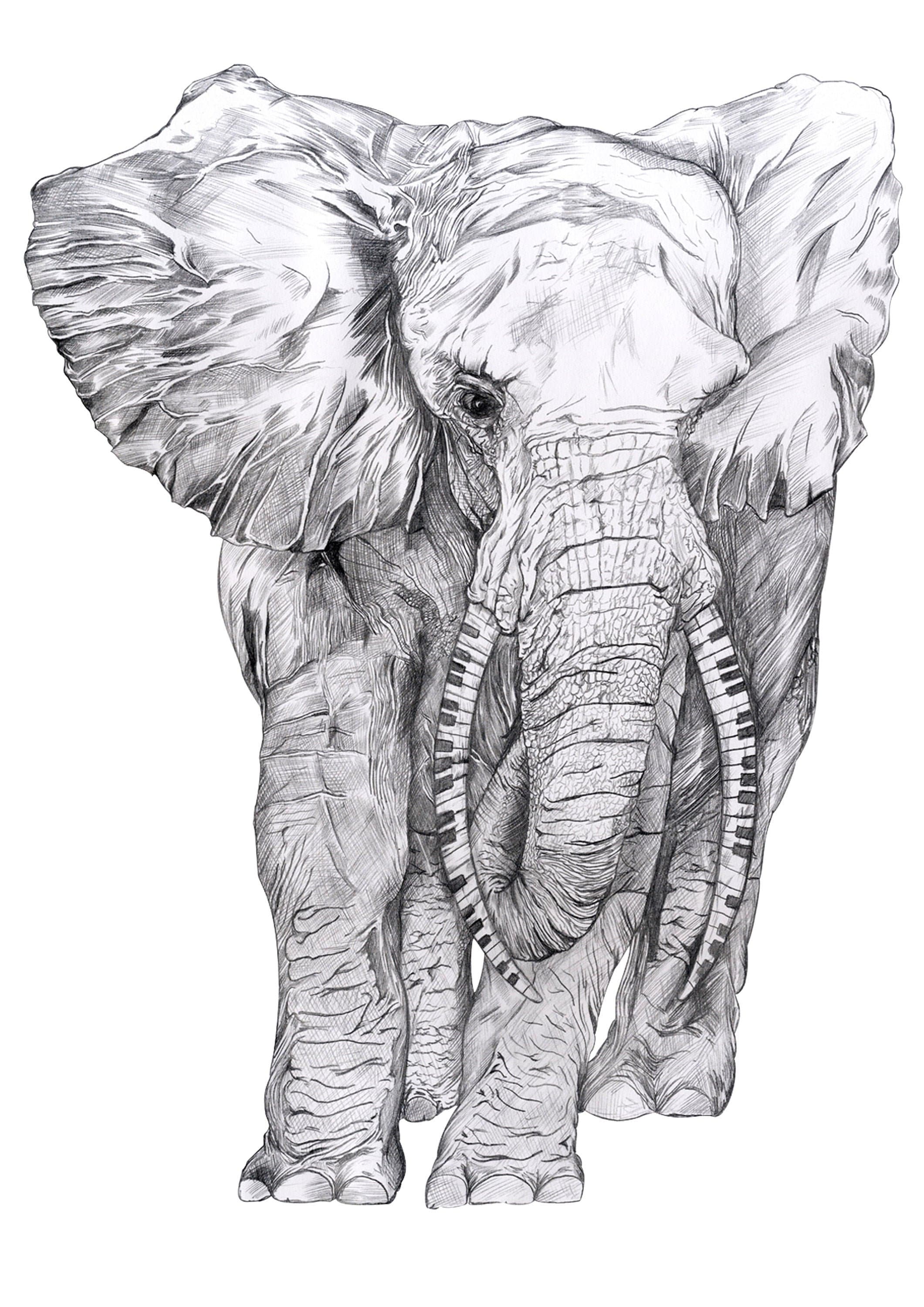 Elephant Tusk Piano Animal Drawing Original Art Illustration Ivory Keys ...