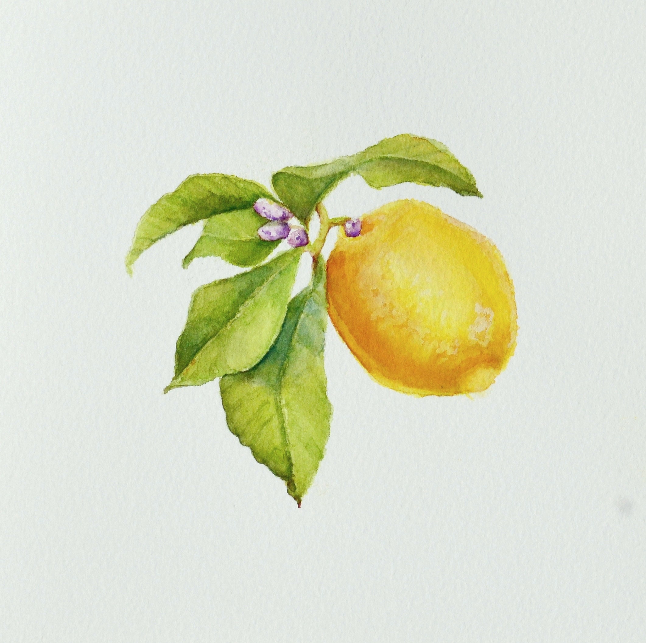 SOLD Original Lemon Watercolor Painting - Etsy