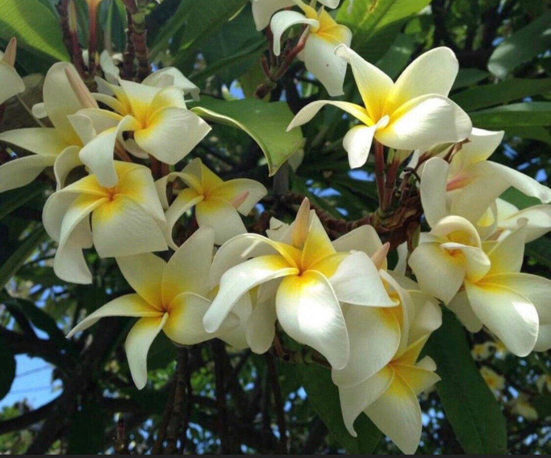 Mini Starter Hawaii Rooted Plumeria molokai Flower Basket 2 Pot 12 1 ...
