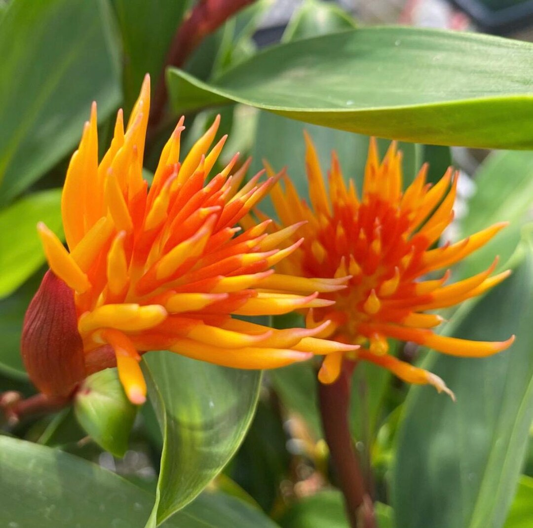 Golden Brush Ginger Plant 4 Pot Size Easy to Grow and Bloom in Pots - Etsy