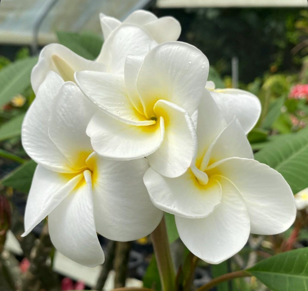 Rooted Plumeria Plant “samoan Fluff” 13” 2 Tips - Etsy