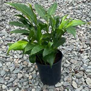 Dwarf Red Ginger Plant Alpinia Purpurata 1 Gallon Size - Etsy