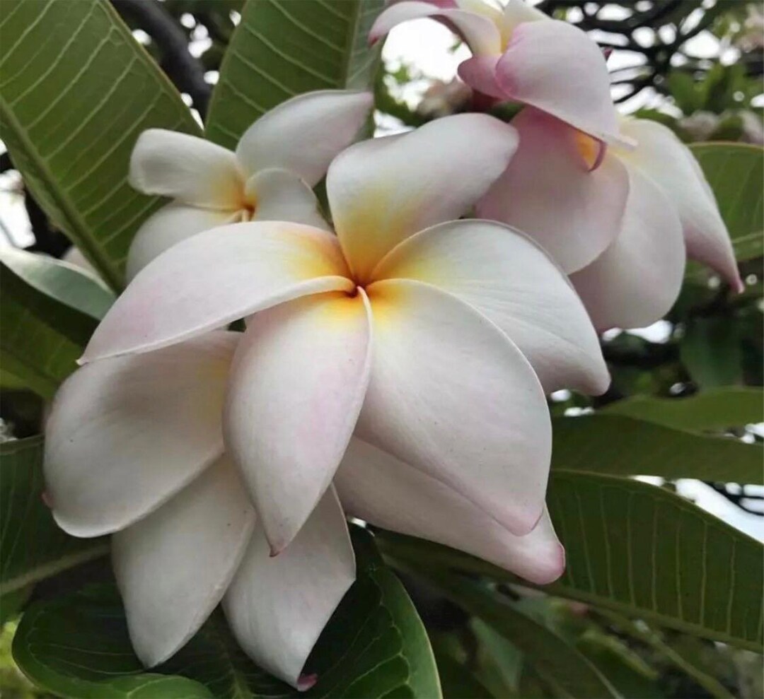 Rooted Plumeria “daisy Wilcox” Starter Plant 10” 2 Tips - Etsy