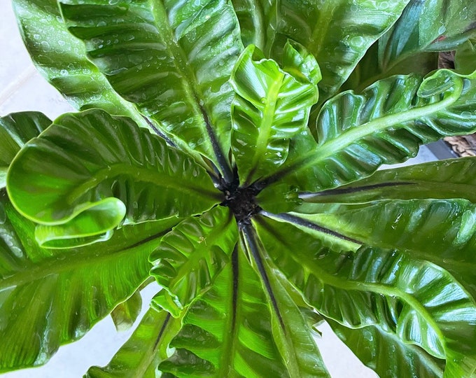 Birds Nest Fern - Asplenium Musifolium ‘cobra’ 4” Pot - Etsy