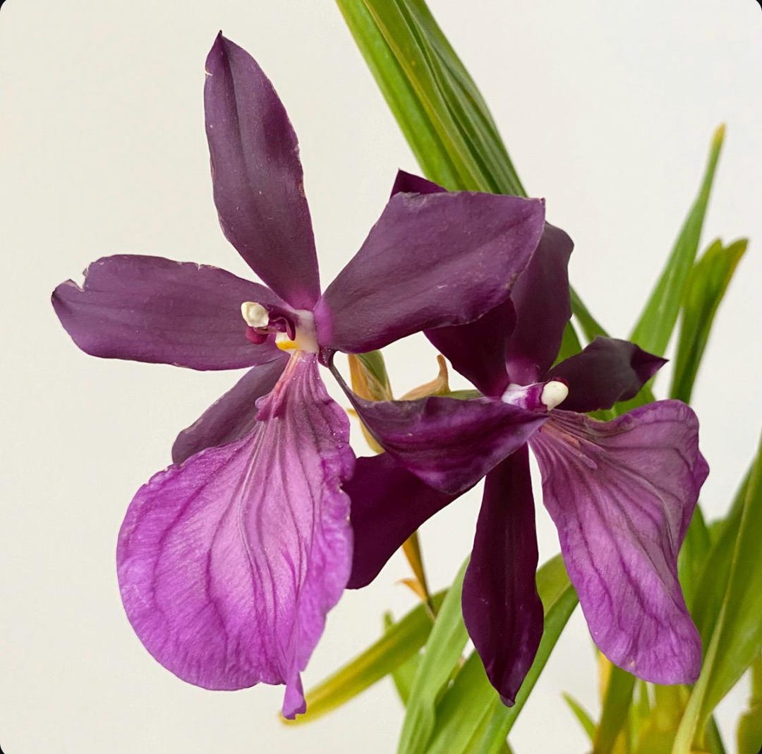 Miltonia Spectabilis Moreliana Large Mature Orchid Plant BS - Etsy