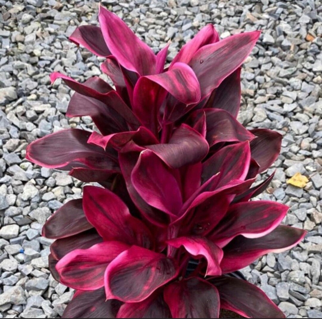 Hawaiian Ti Plant Cordyline ‘roly’ Plant 6” Pot Size - Etsy