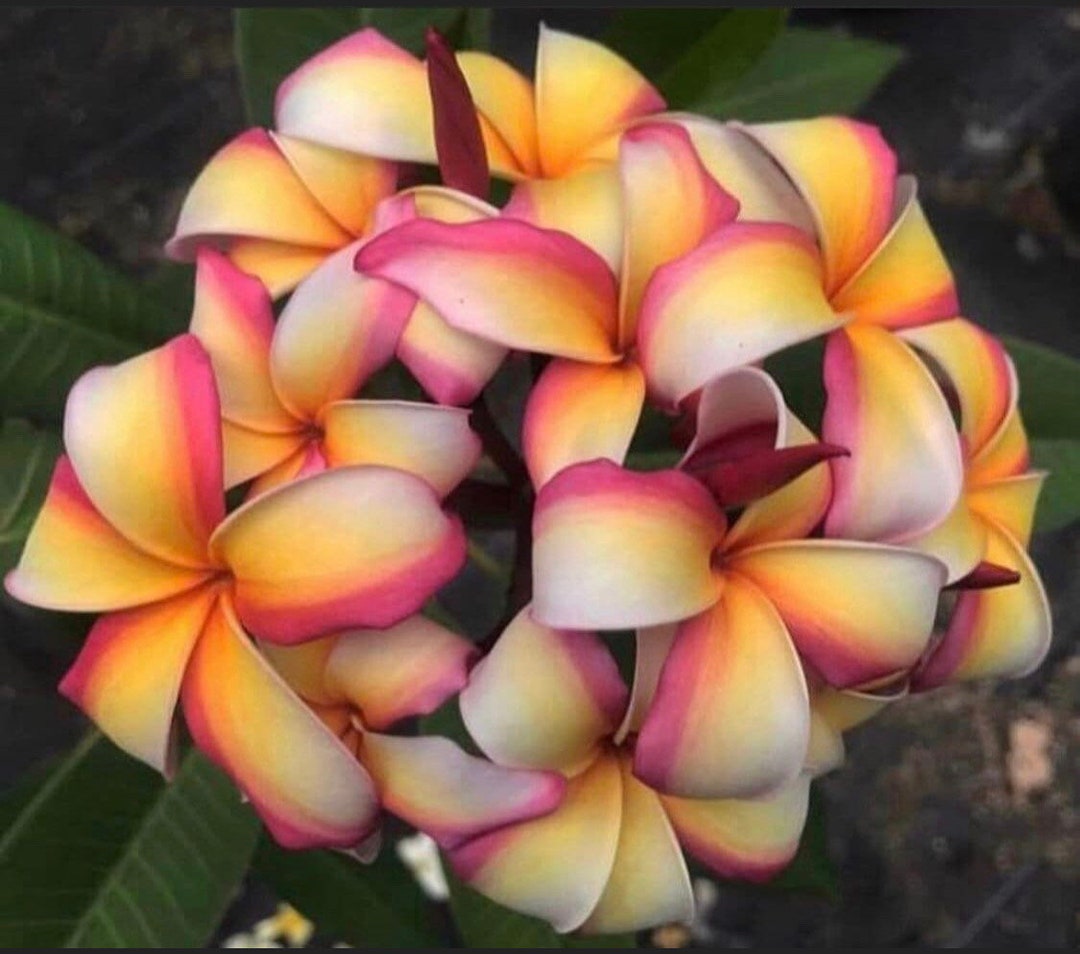 Mini Starter Rooted Plumeria puu Kahea 2 Pot 12 1 Tip - Etsy