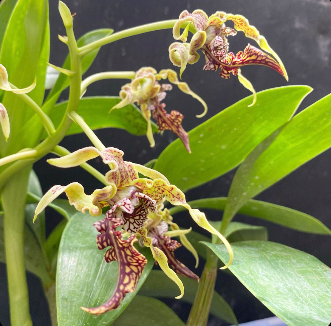 Dendrobium Orchid Plant - Spectabile #1 - Etsy