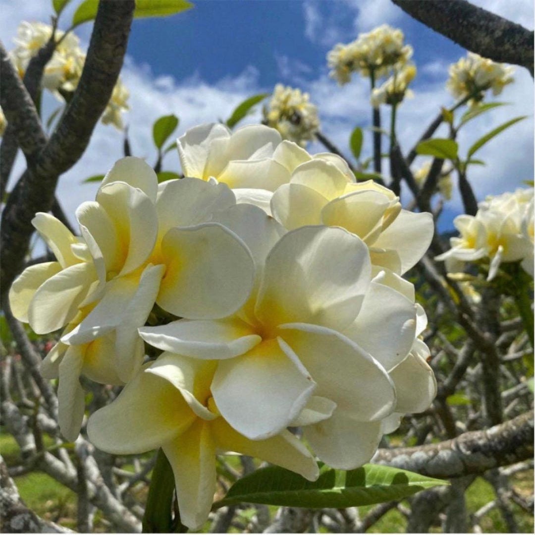 Rooted Plumeria Plant “henry Apples Dupree” 16” 3 Tips - Etsy