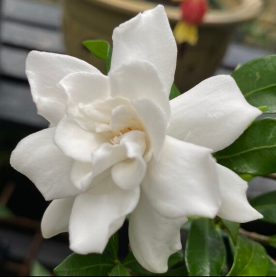 Dwarf Miniature Gardenia 4 Pot Size Fragrant - Etsy