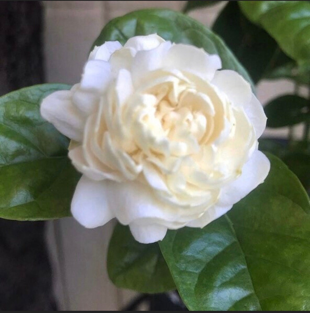 XL ~ Double Rose Pikake Lei Double Flower Plant ~ Very Fragrant! #1 - Etsy