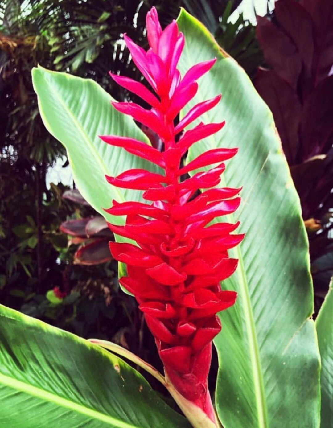 Dwarf Red Ginger Plant Alpinia Purpurata 1 Gallon Size - Etsy