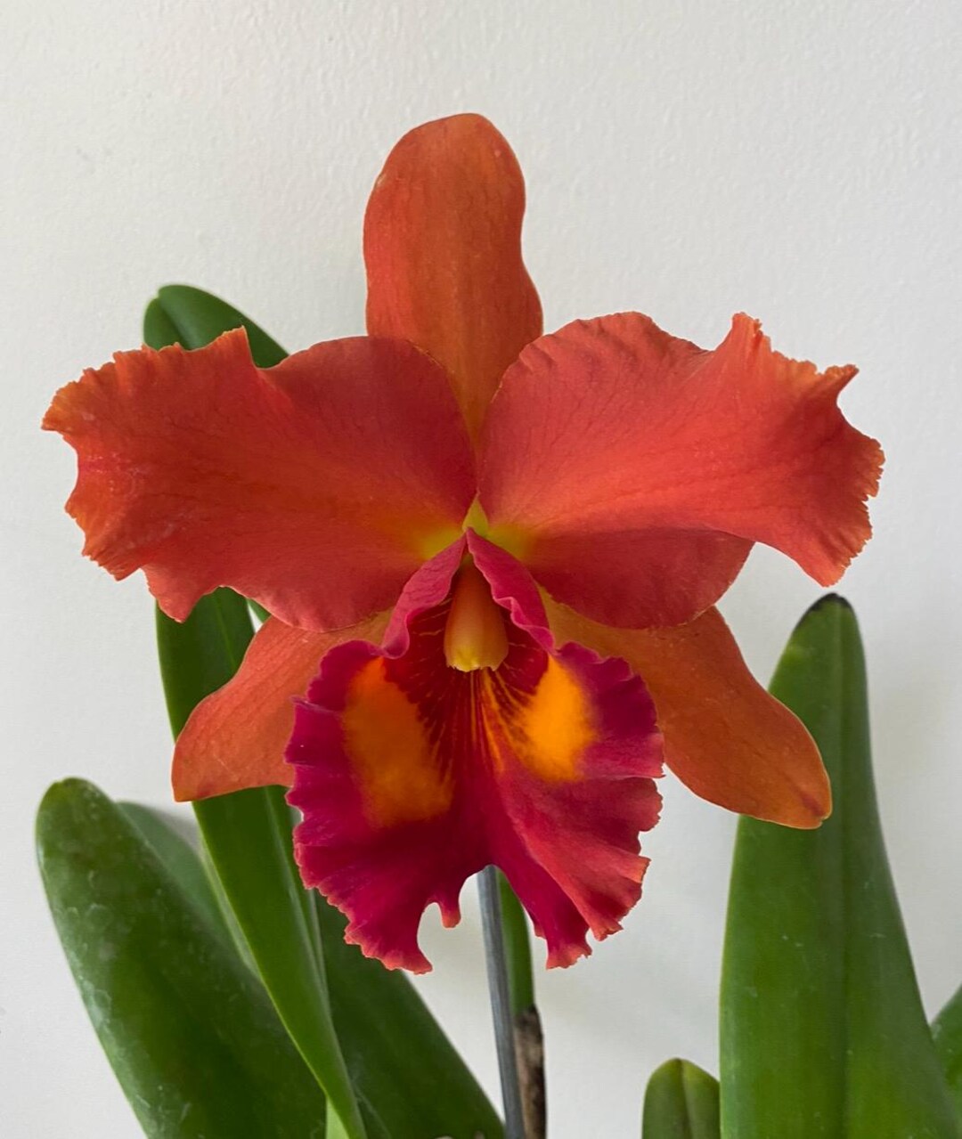 Large Mature Cattleya Orchid Plant RLC Asia Pacific Blooming Size Very ...