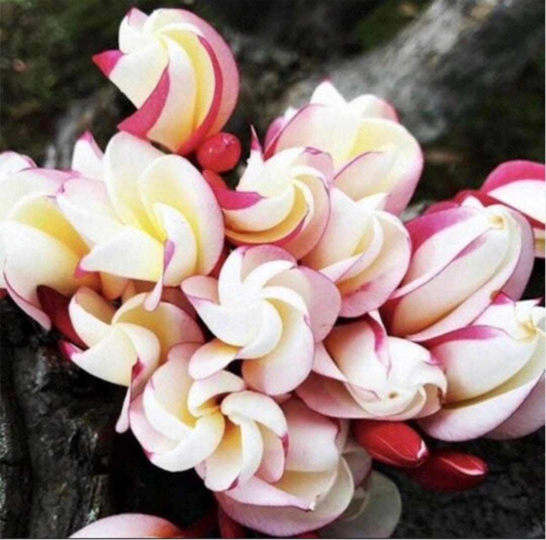 Large Plumeria Cutting hawaiian Seashell 27 3 Big Tips - Etsy