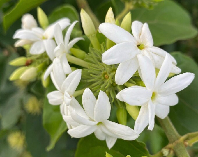 Pikake Plant Lei Flower 3 Gallon Pot Size ~ Very Fragrant - Etsy