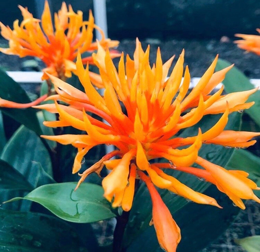 Golden Brush Ginger Plant 4” Pot Size - Easy to Grow and Bloom in Pots ...