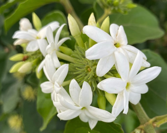 Fragrant!!! Pikake Hawaii Lei Flower Plant 6” Pot - Etsy