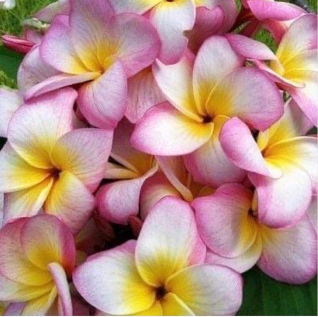 Rooted Plumeria “kona Candy” Starter Plant 10” 1 Tip - Etsy