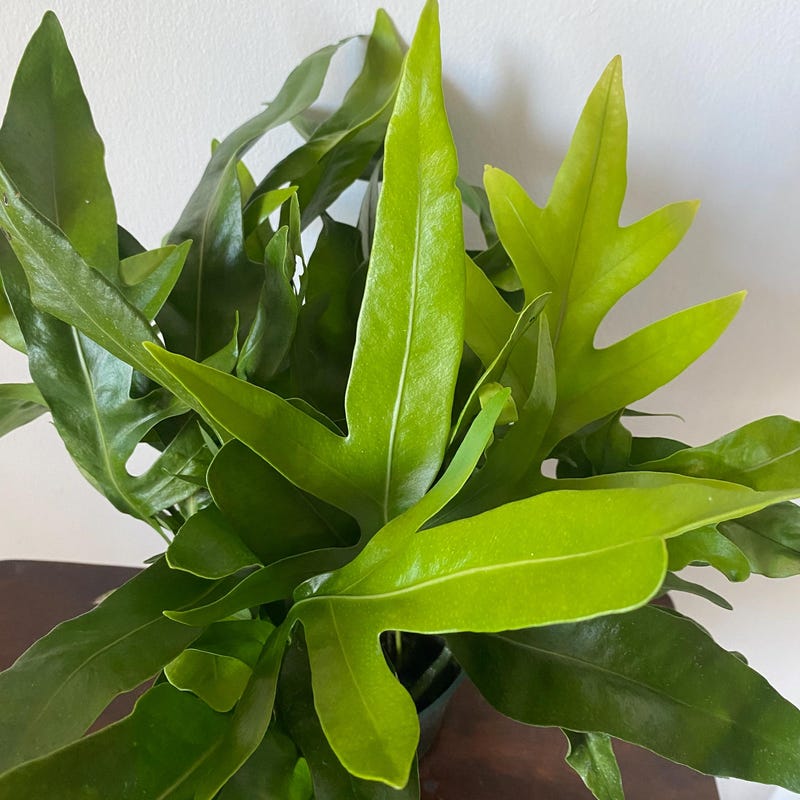 OahuTropicals - Etsy