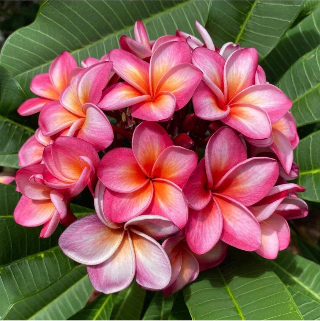 Rooted Plumeria Plant “donald Angus” 18” 4 Tips - Etsy