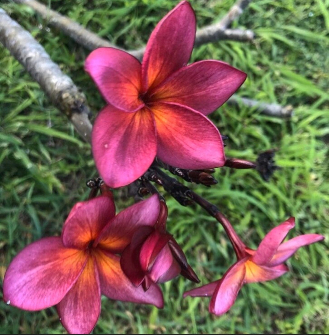 10 1 Tip Plumeria Hawaii Rooted Plant Hula Dancer - Etsy