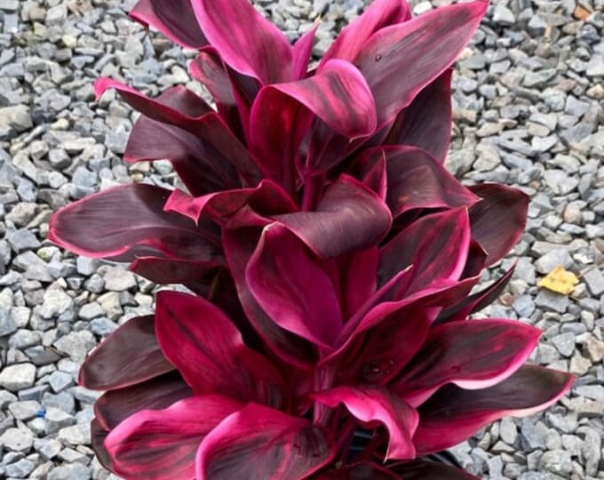 Hawaiian Ti Plant Cordyline ‘roly’ Plant 6” Pot Size Hawaii - Etsy