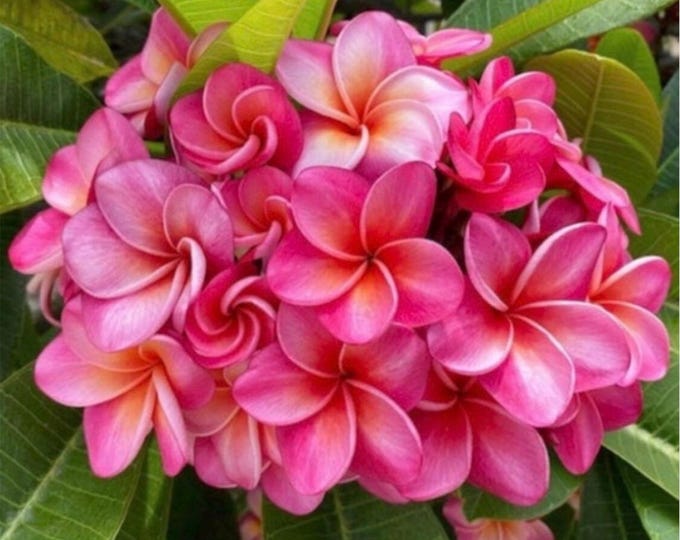 Rooted Plumeria Plant “donald Angus” 18” 4 Tips - Etsy