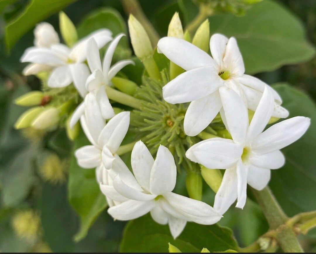 Pikake Hawaii Lei Flower Plant 6 Pot Size Very Fragrant - Etsy