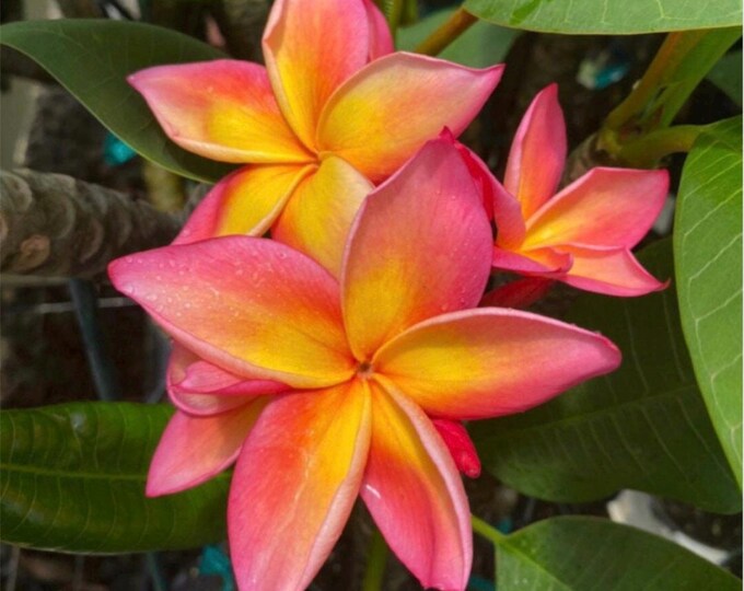 Rooted Plumeria “jeannie Moragne Jr” Starter Plant 10” 1 Tip - Etsy