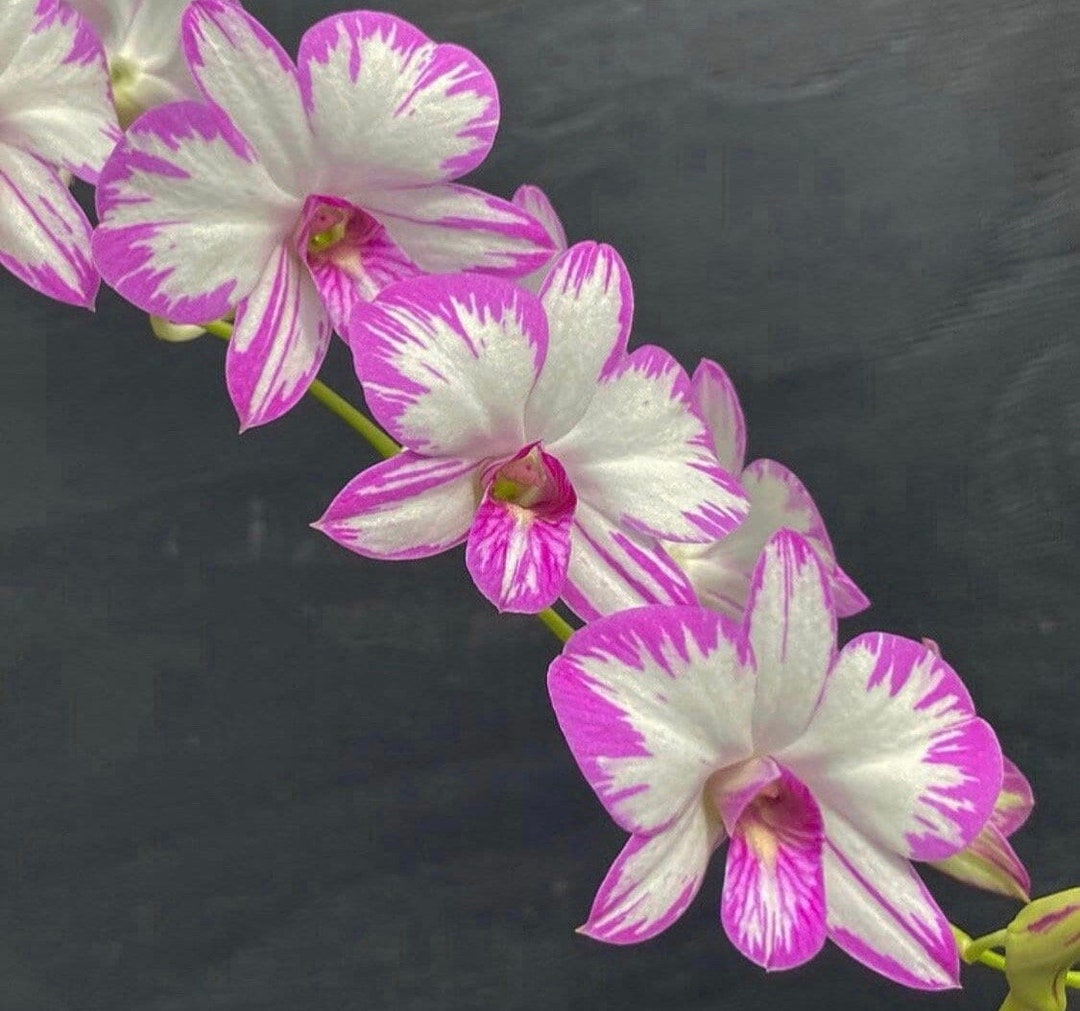 Rare Plant COMPACT Dendrobium Orchid enobi Purple splash BS 1 - Etsy