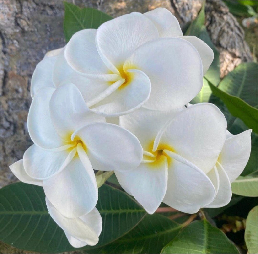 Rooted Plumeria Plant “samoan Fluff” 15” 2 Big Tips - Etsy