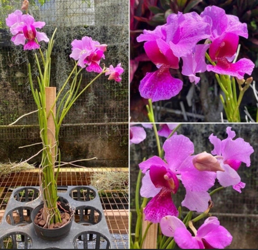 Vanda Hawaii Orchid douglas Plant BS - Etsy