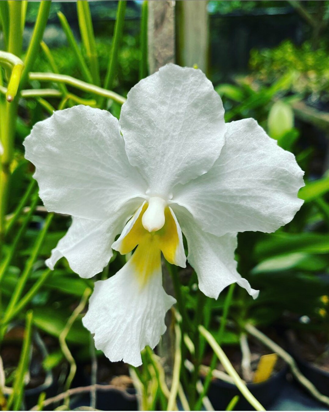 Large White Vanda Papilionanthe Teres Orchid "miss Joaquim ‘diana’ BS ...