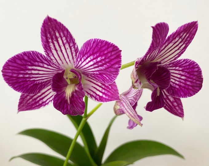 Rare Orchid Plant Dendrobium Andree Millar X Burana Stripe - Etsy