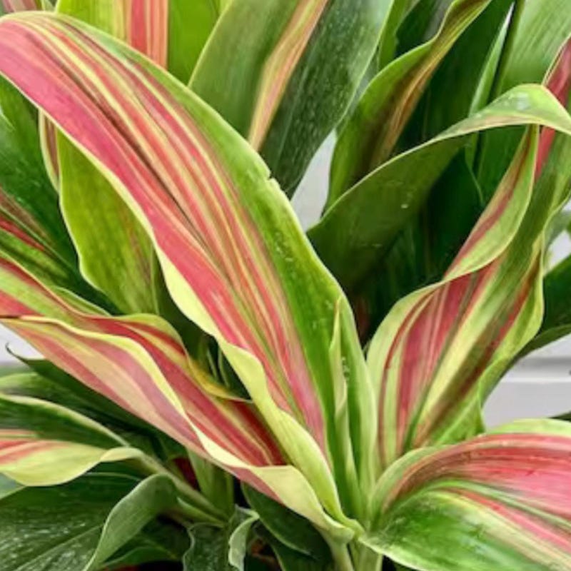 Ti Plant - Etsy