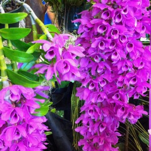 Honohono Orchid Dendrobium Hawaii Anosmum Deep Purple ‘purple Pride’ BS ...