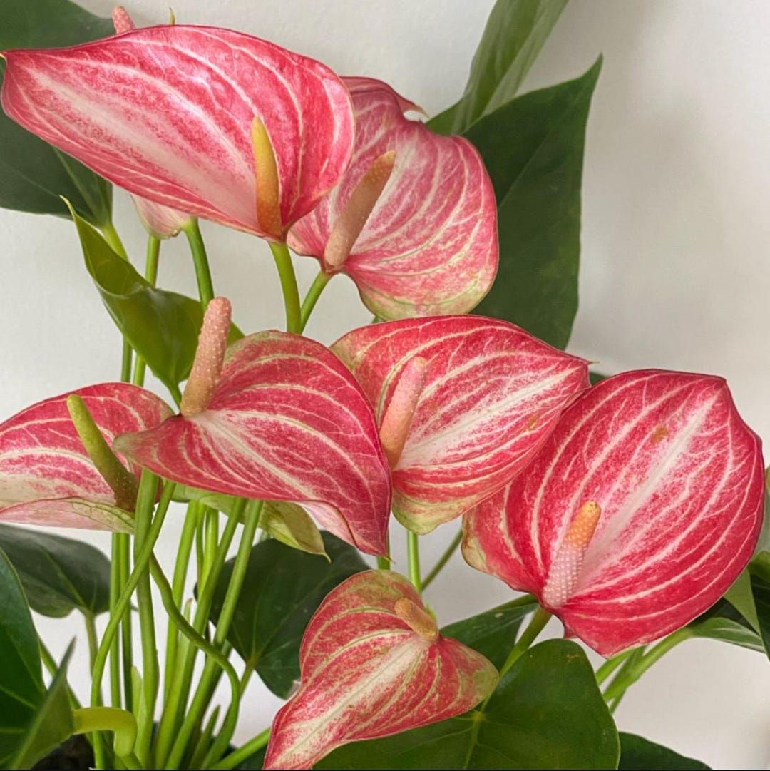 In Flower! Anthurium Hawaii Candy Cane ‘ Livium ‘ 6” Pot Size - Etsy