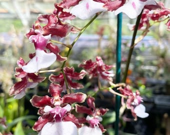 Oncidium Sharry Baby 'red Fantasy', Famous Orchid With Chocolate ...