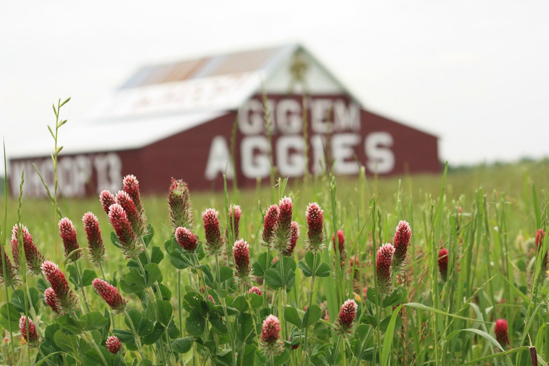 Aggie Barn With Maroon Clover - Etsy