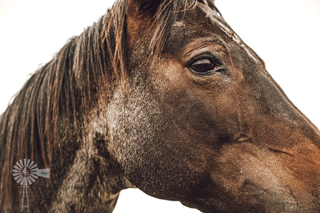 Horse / Ranch Decor / Farmhouse Decor / Instant Download - Etsy